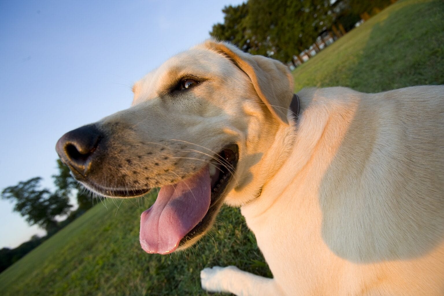 113-baby-names-inspired-by-the-beatles-plus-funky-ideas-for-your-dog