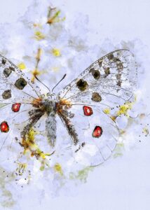 Names That Mean Butterfly - 37 Wonderful Ideas For Girls and Boys • My ...