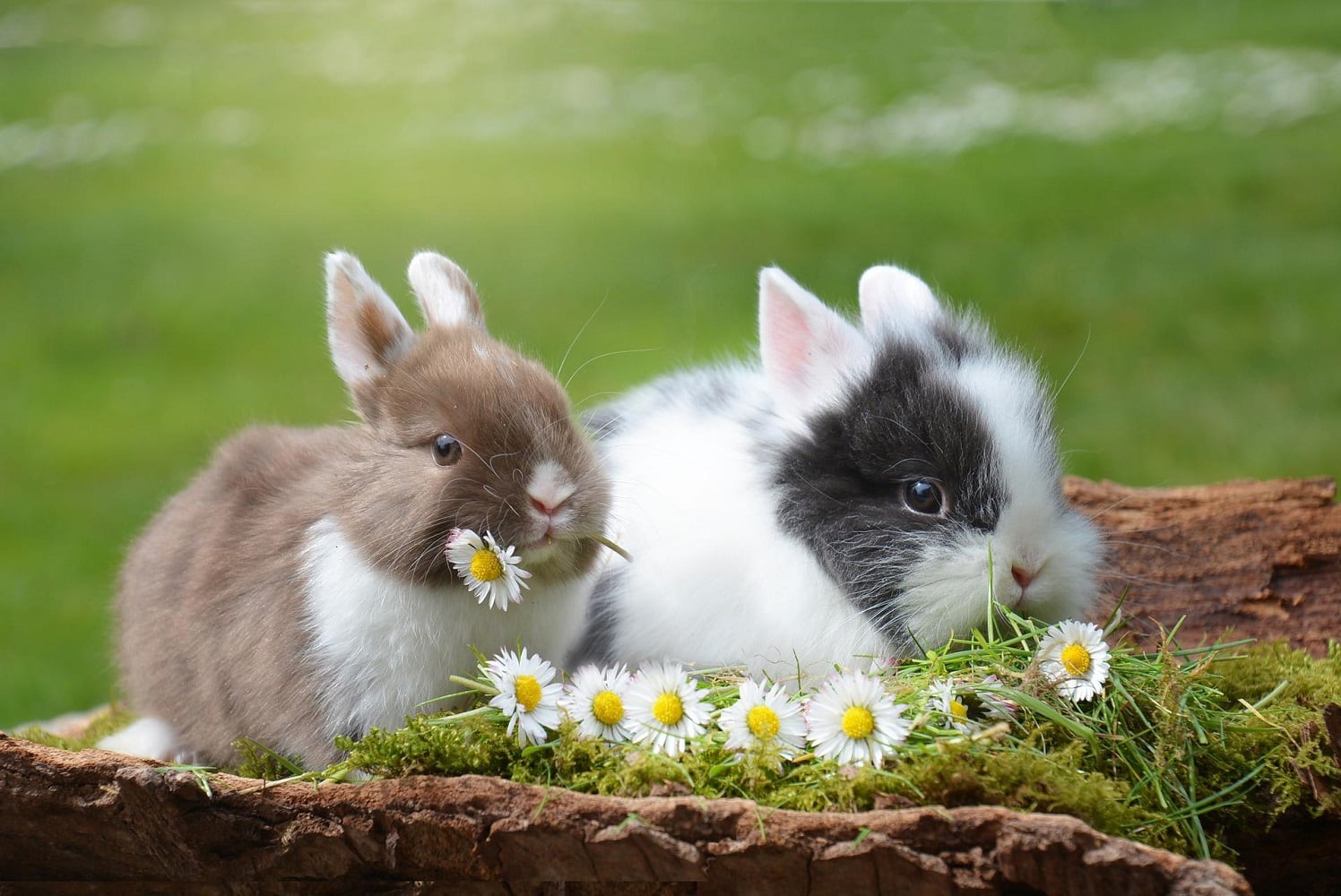 Names That Mean Rabbit or Bunny - 20 Adorable Ideas for Girls and Boys ...