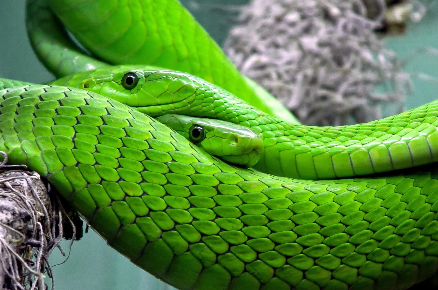 Names That Mean Snake or Serpent (130 Great Ideas for Girls and Boys ...