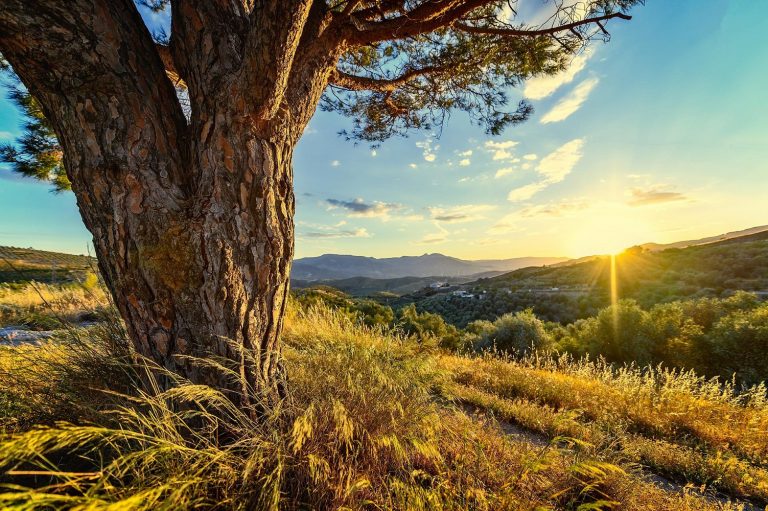 Names that Mean Meadow - 56 Great Name Inspiration for Girls and Boys ...